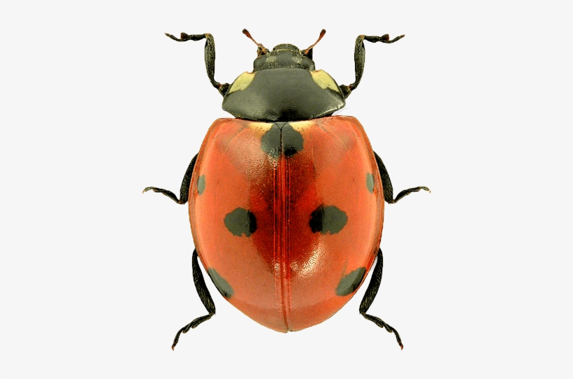 Top Ladybug Png - Lady Bug Transparent Background - 436x482 PNG ...