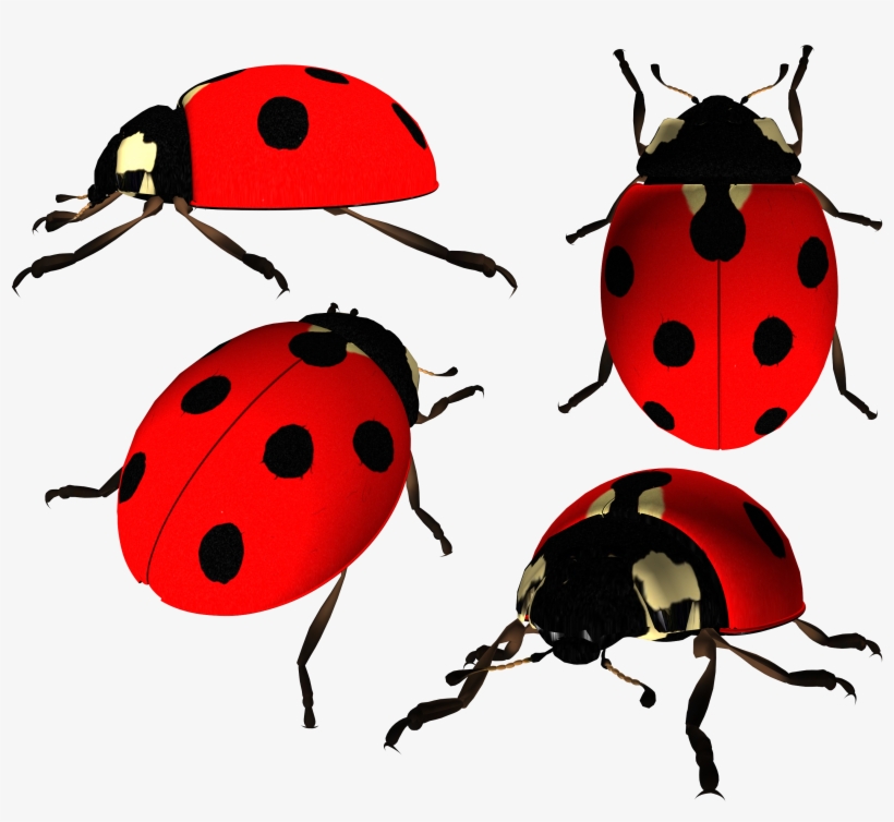 Lady Bug Png - 3118x2692 PNG Download - PNGkit