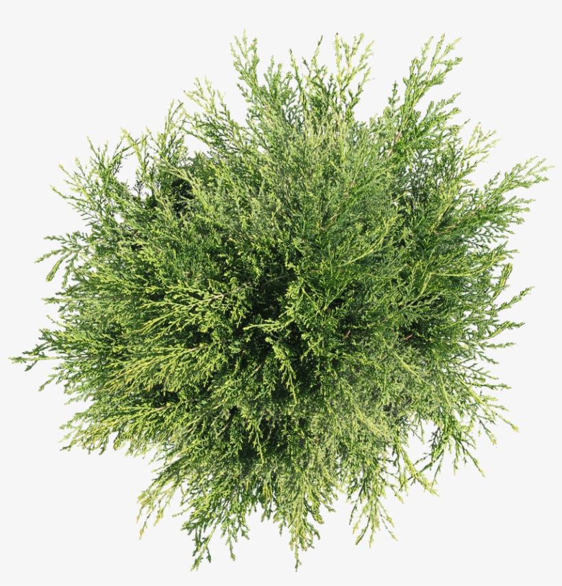 Transparent Images Pluspng Viewpluspngcom - Plant Top View Png ...