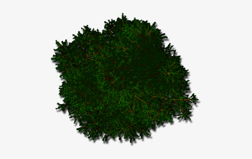 Pine Tree Top View Png - Photograph - 550x450 PNG Download - PNGkit