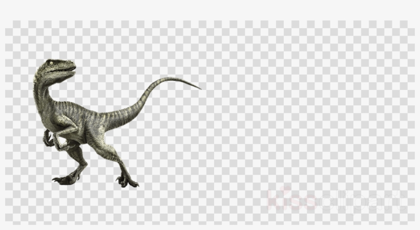 Download Transparent El Velociraptor Clipart Velociraptor Deinonychus ...