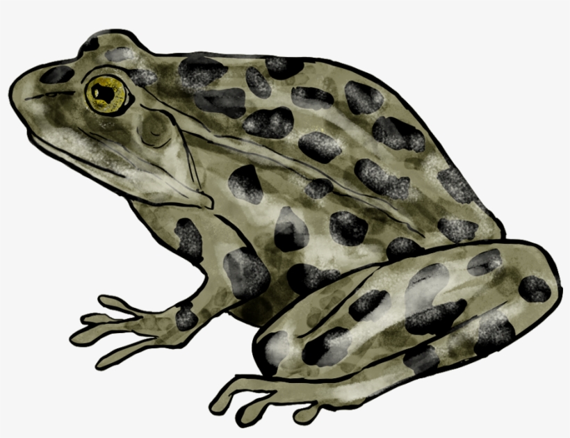 Bullfrog Illustration