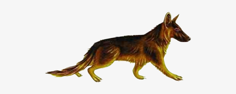 Tomarctus - Tomarctus Dog - 524x254 PNG Download - PNGkit