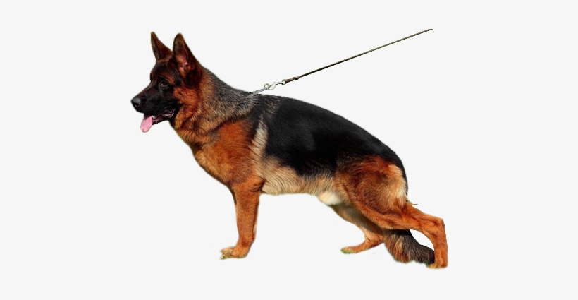 Best Training - Dog Png Image Hd - 534x350 PNG Download - PNGkit