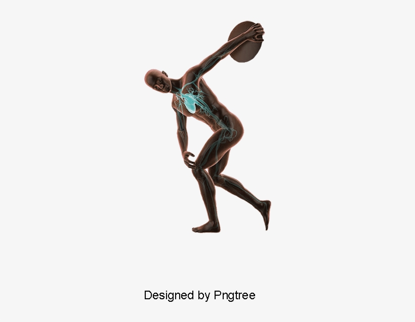 Human Muscle Tissue, Medical Action, Medical, Male - Human Body ...