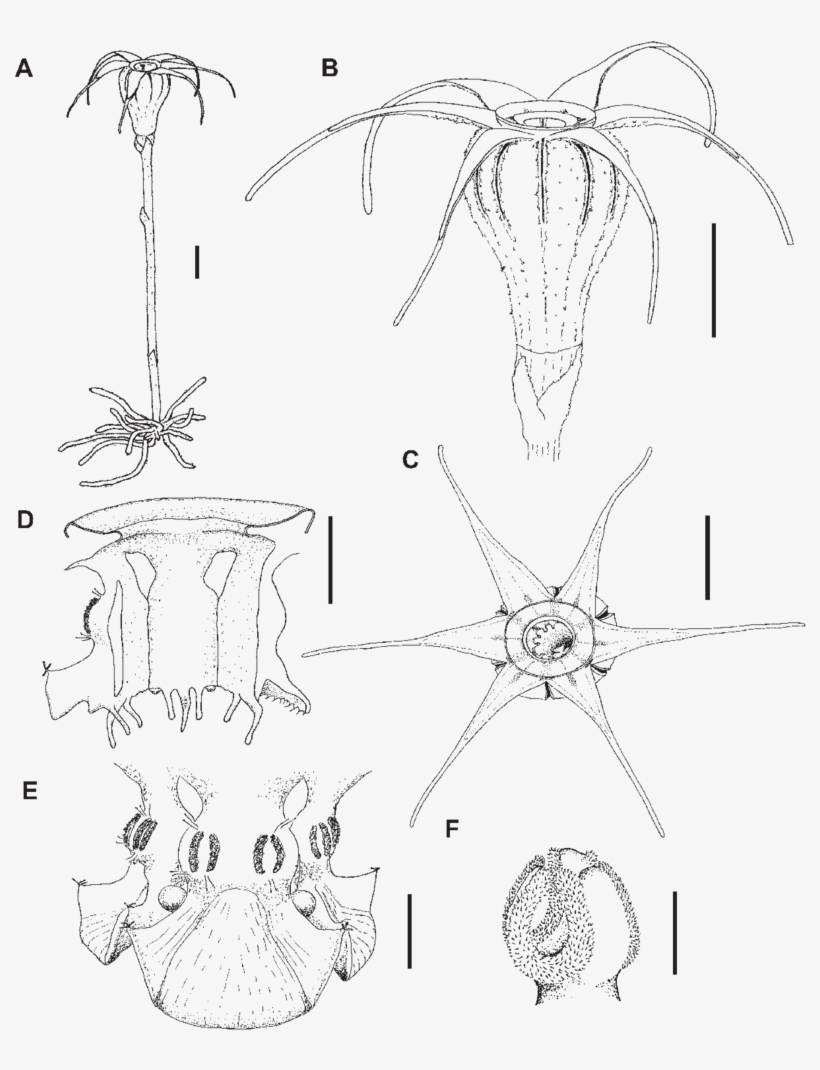 A, Habit Of Flowering Plant - Flower - 850x1000 PNG Download - PNGkit