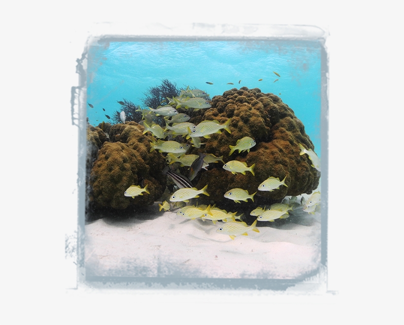 Download Transparent Snappers-introduction - PNGkit