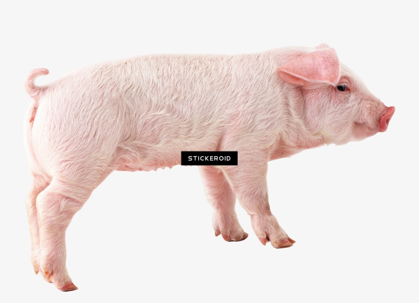 Pig - Transparent Background Pig Transparent - 2607x1757 PNG Download ...