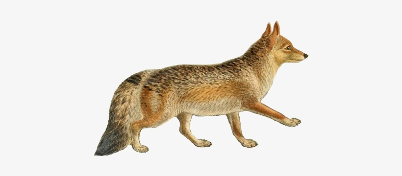 Dogs, Jackals, Wolves, And Foxes - Jackal Png - 456x295 PNG Download ...