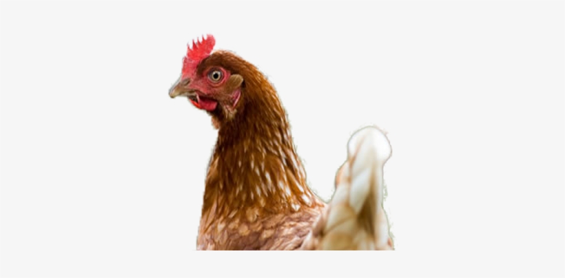 All Our Freshfields Free Range Eggs Are Produced From - Rooster ...