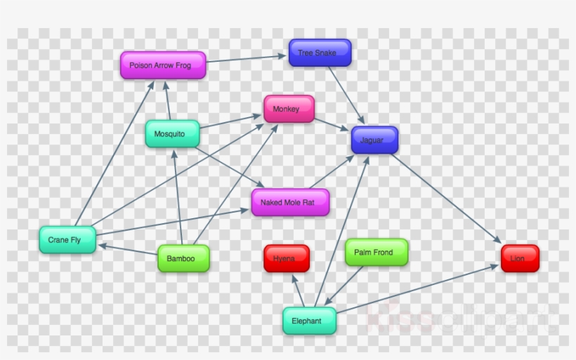 Download Transparent Tropical Rainforest Food Web Clipart Amazon ...