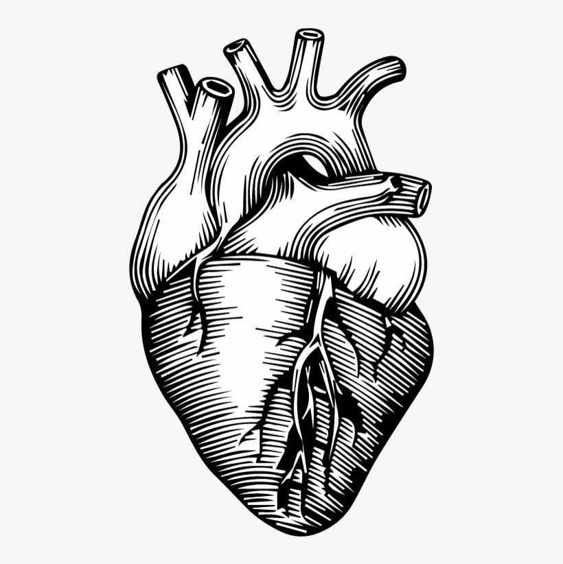 Citizen Heart Logo - 500x786 PNG Download - PNGkit