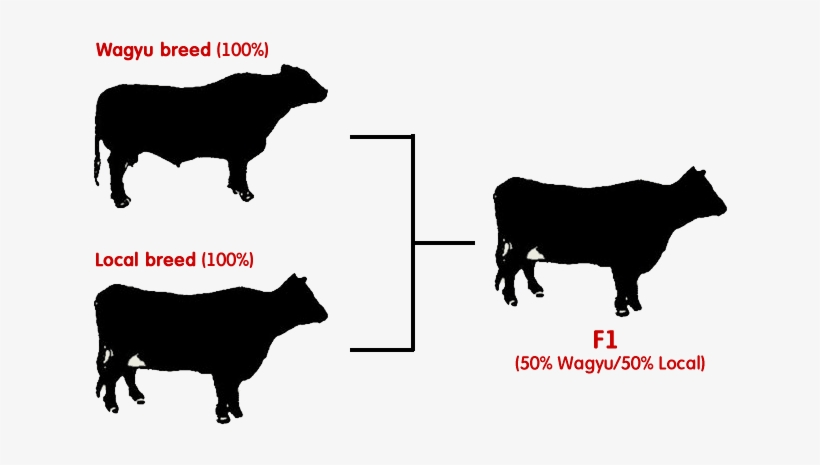 Crossbred Wagyu - Wagyu Breed - 700x450 PNG Download - PNGkit