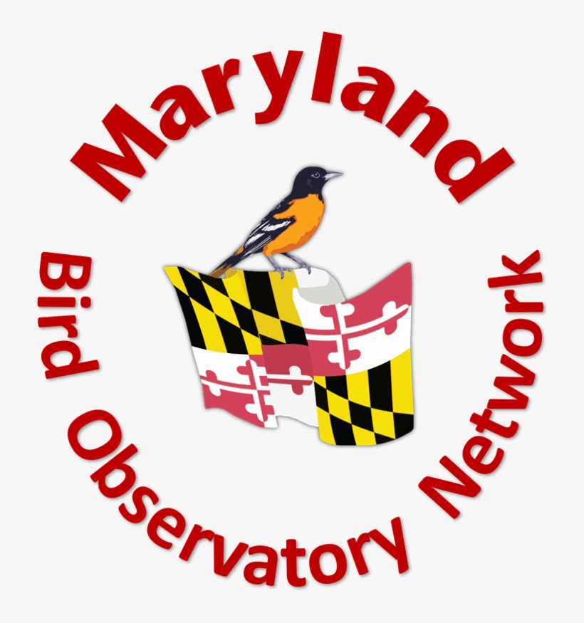 Mbon Logoa - Maryland State Flag - 724x795 PNG Download - PNGkit