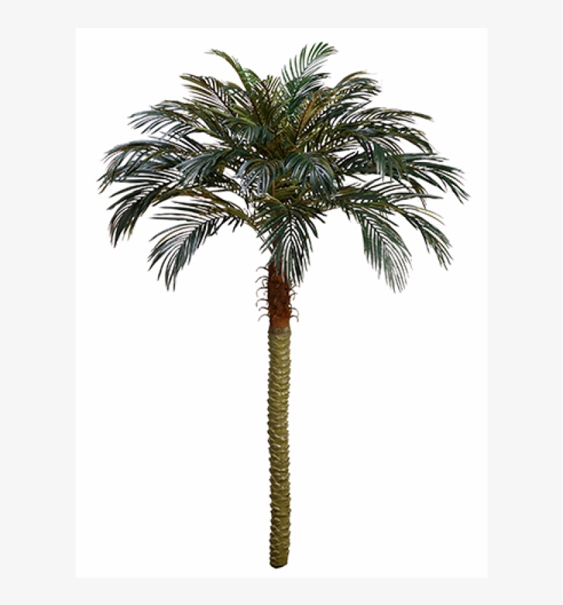7' Phoenix Palm Tree - Palm Trees - 800x800 PNG Download - PNGkit