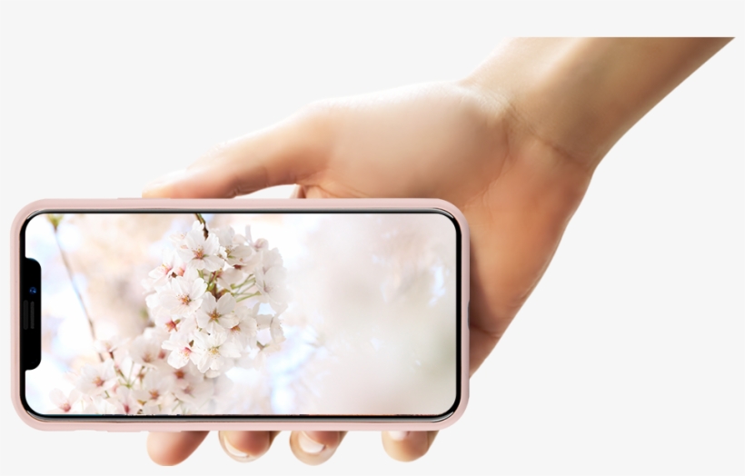 Perfect Combination Of The Silky Soft Touch Feeling - Cherry Blossom ...