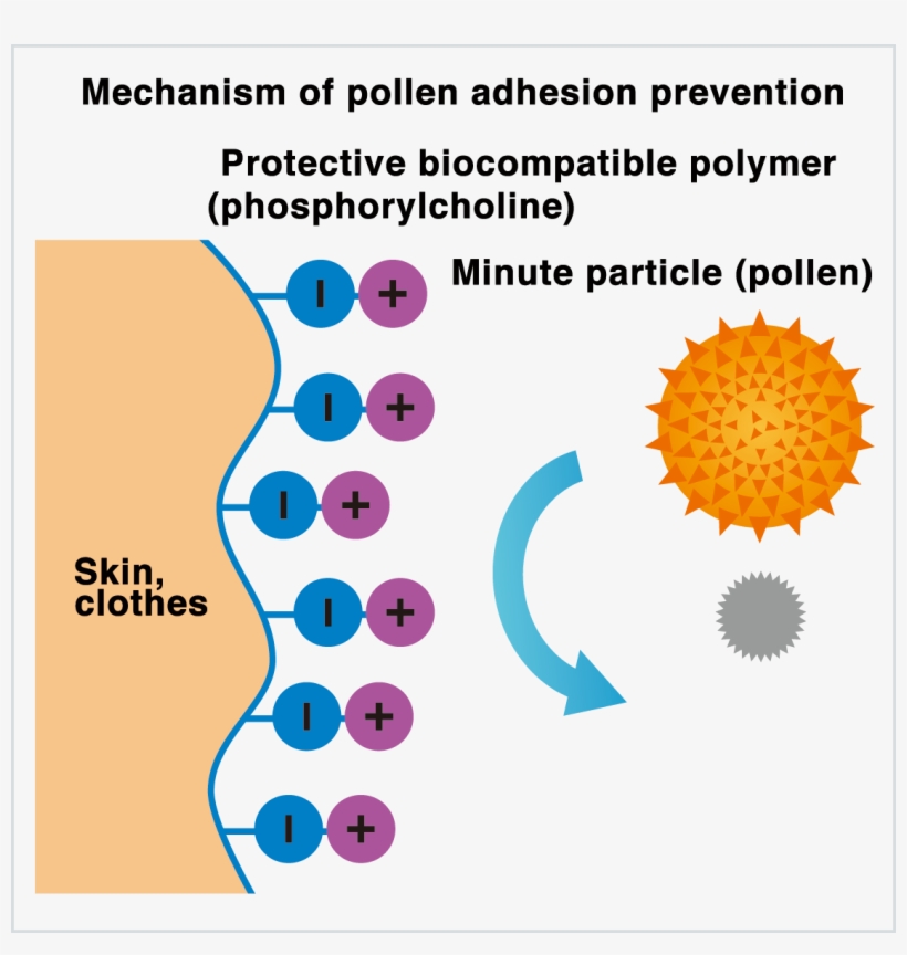 Mechanism Of Pollen Adhesion Prevention - Pollen - 1133x1139 PNG ...
