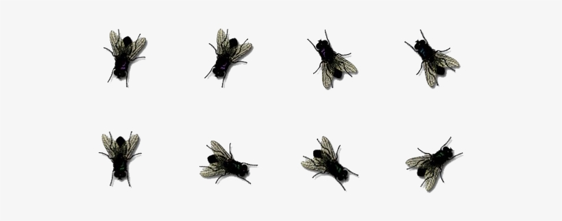 Flies Png Photos - Flies Icon Png - 550x283 PNG Download - PNGkit