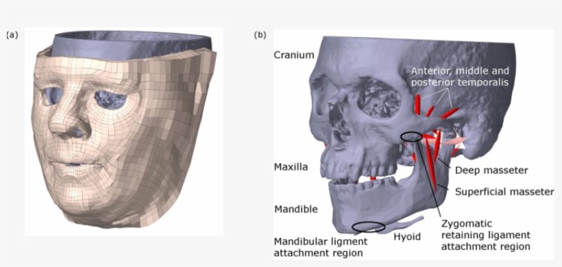 Subject-specific Face Model - Computed Tomography - 850x363 PNG ...