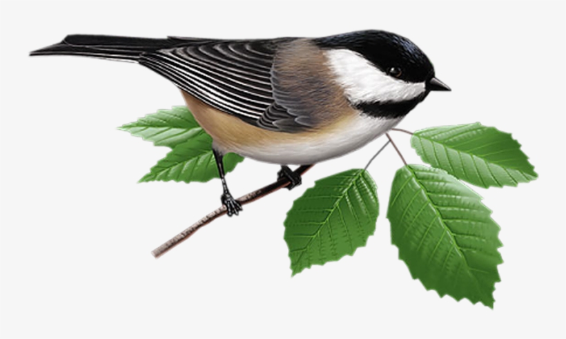 Яндекс - Фотки - Bird - 800x800 PNG Download - PNGkit