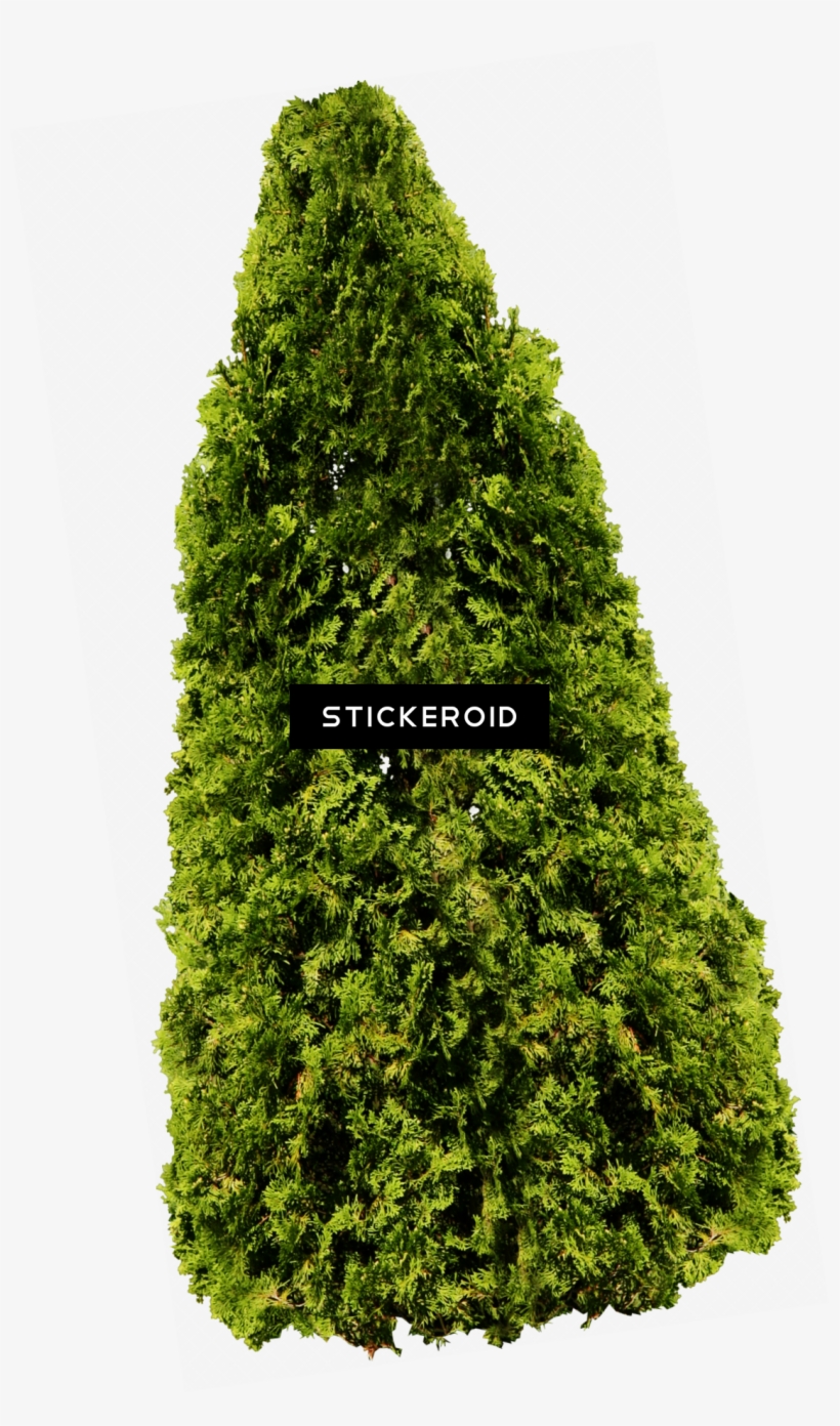 Tree - Tree Png - 1135x1872 PNG Download - PNGkit