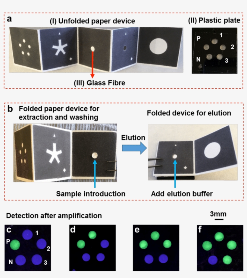 Design Of The Paper Device For The Detection Of 3 Targets - Fluidics ...