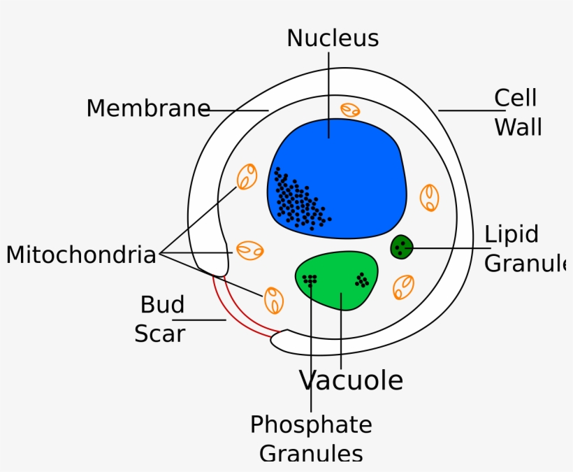 Vector Transparent Stock Cells Drawing Sketch - Labelled Diagram Of ...