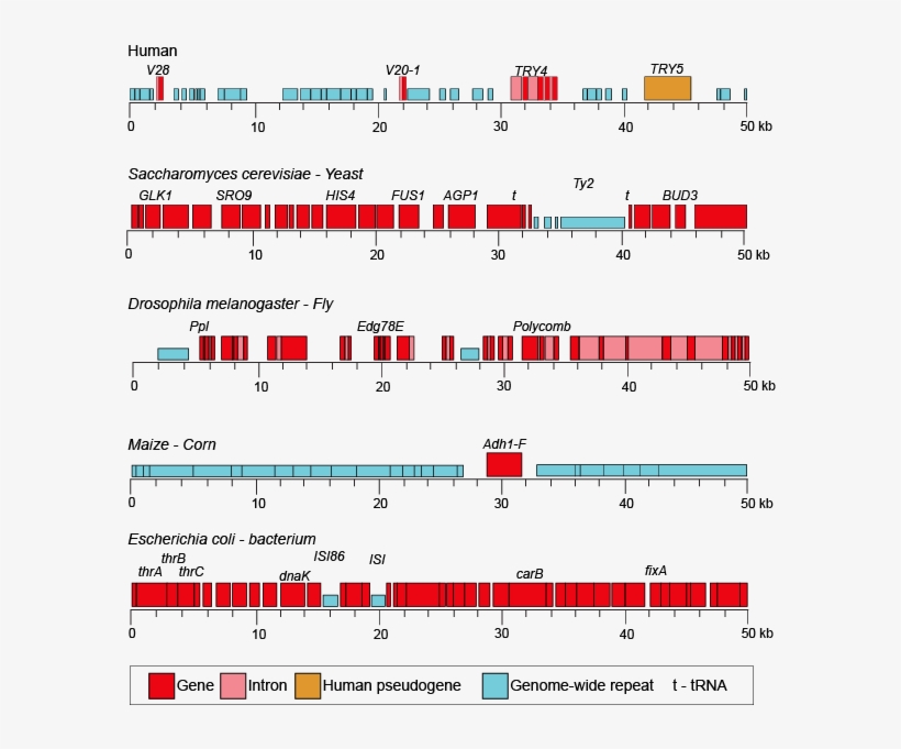 Download Transparent This Figure Shows 50 Kb Segments Of Different ...