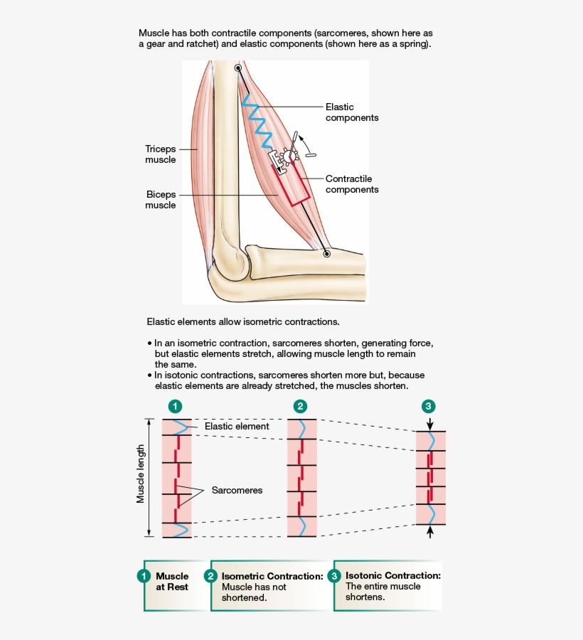 19 Series Elastic Elements In Muscle - Diagram - 450x824 PNG Download - PNGkit