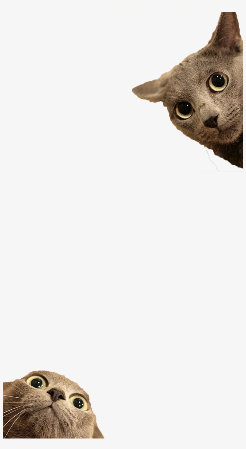 Filter By Smikkelbeer Snapprefs - Transparent Cat Funny - 1080x1920 PNG ...
