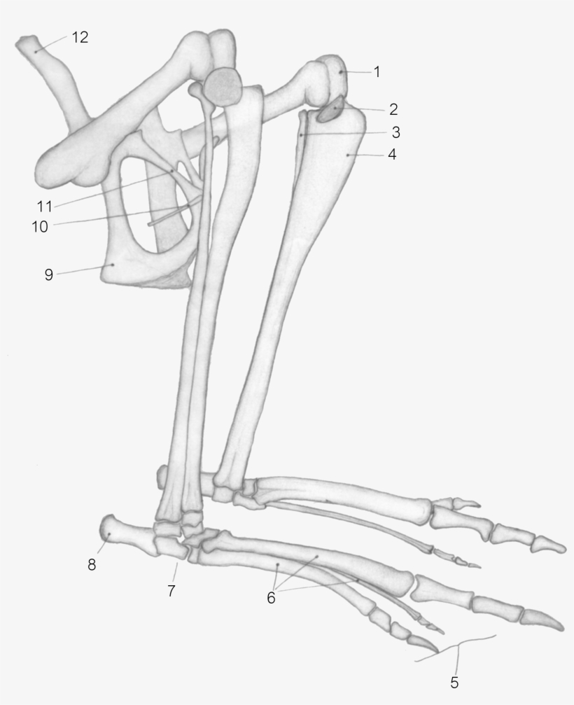 Macropus Major Hind Legs - Kangaroo Legs Skeleton - 2551x3000 PNG ...