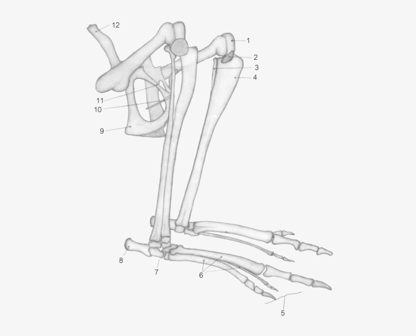 Macropus Major Hind Legs - Kangaroo Bones - 510x600 PNG Download - PNGkit