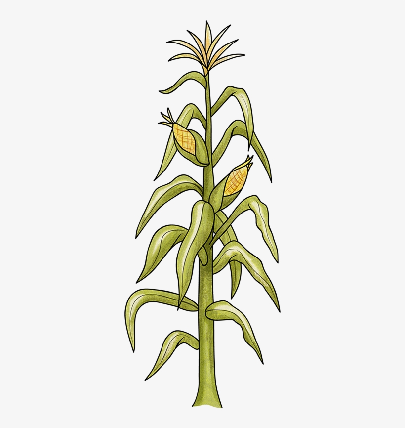 Cornstalk1 - 322x800 PNG Download - PNGkit