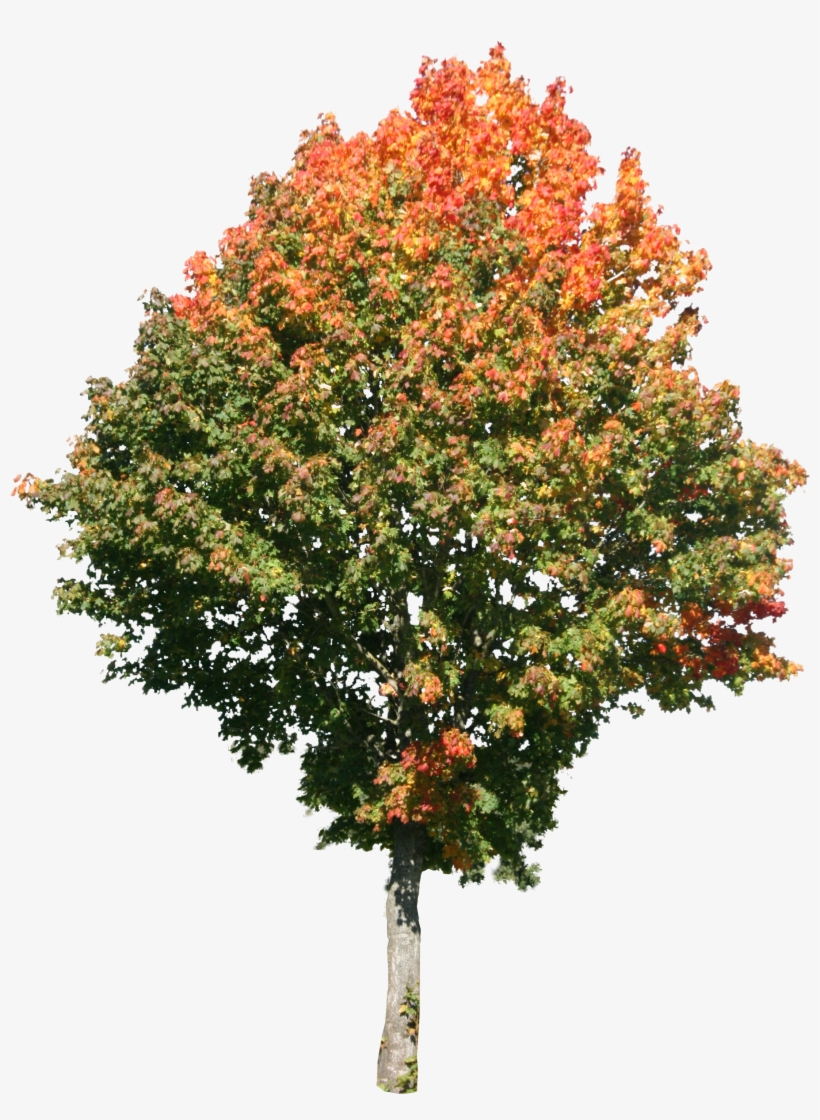 Maple Tree Png Clipart Black And White Library - High Resolution Trees ...