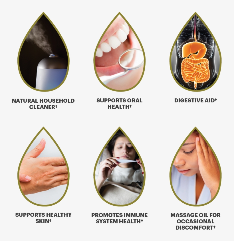 Certified Organic Essential Oil Master Kit - Prodentist Stainless Steel ...