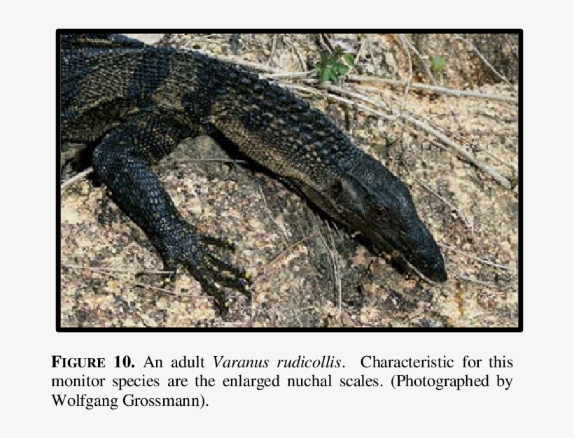 A Juvenile Of Varanus Rudicollis At A Reptile Trader - Roughneck ...