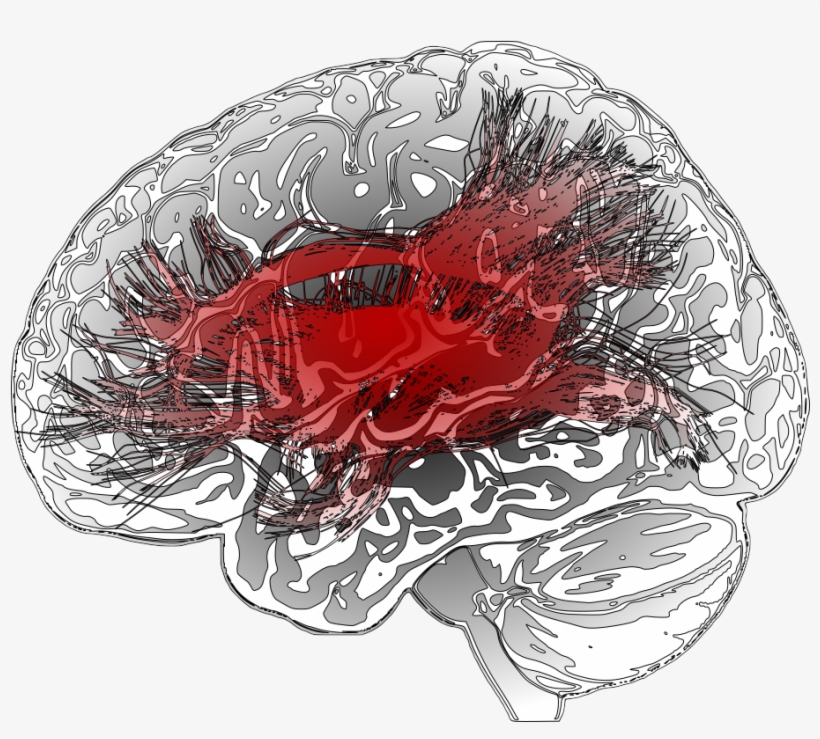 Medical Imaging - 1024x1024 PNG Download - PNGkit