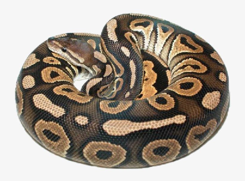 Ball Python Png