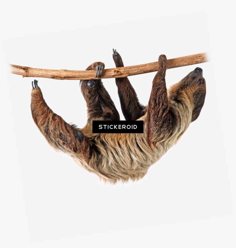 Sloth - 1625x1626 PNG Download - PNGkit