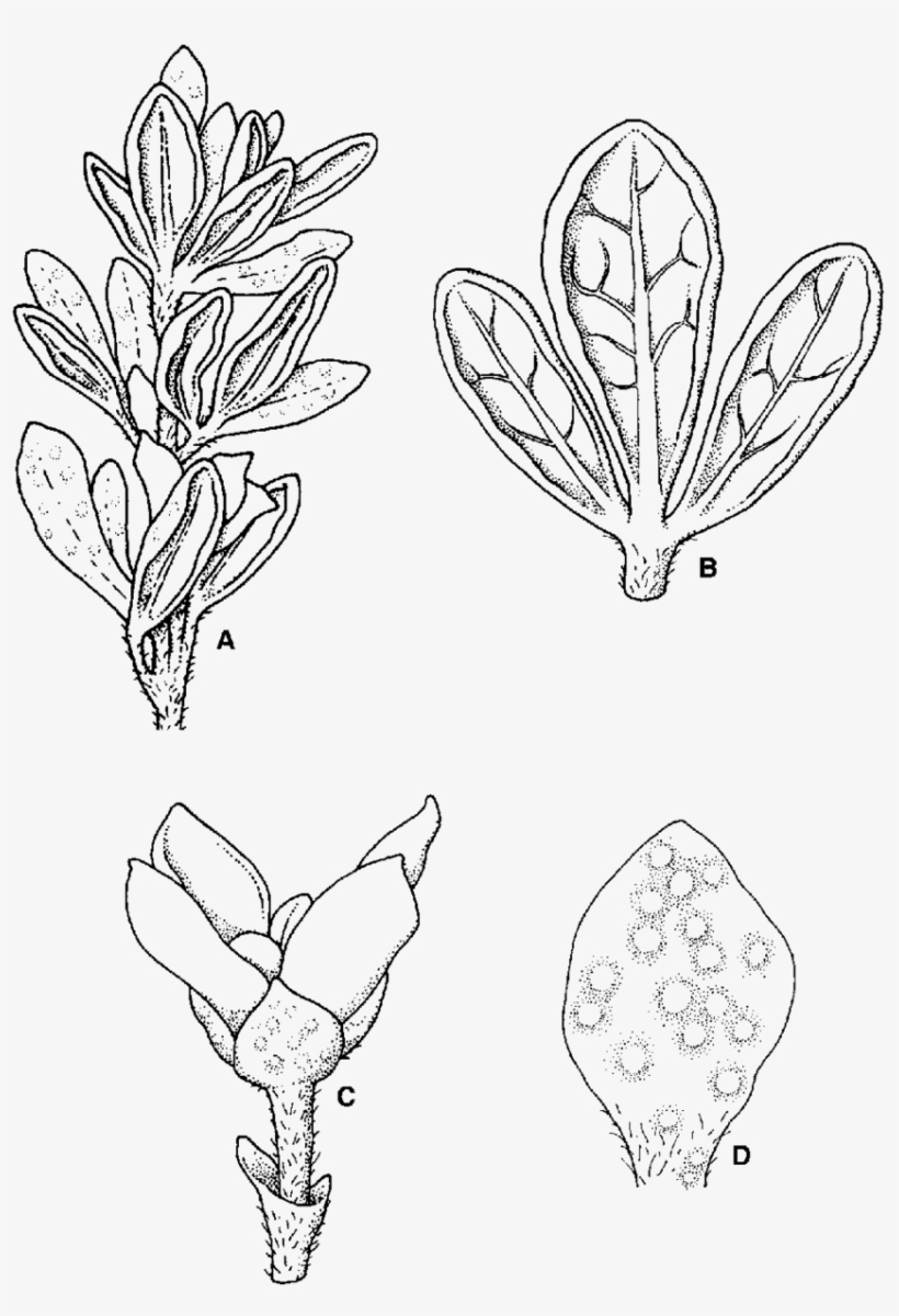 Zieria Odorifera Subsp - Zieria Odorifera - 850x1204 PNG Download - PNGkit