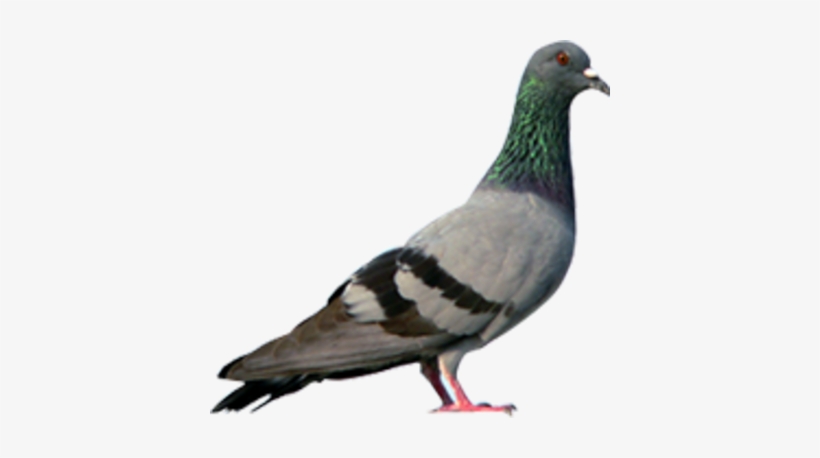 Pigeon Png Hd - Homing Pigeon Magnetic Field - 400x378 PNG Download ...
