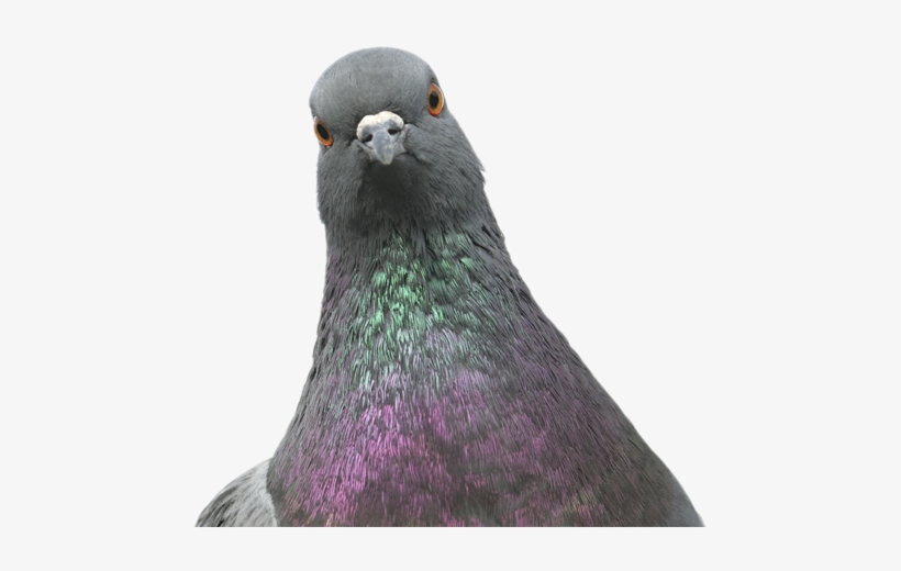 Post - Gif Pigeon - 470x440 PNG Download - PNGkit