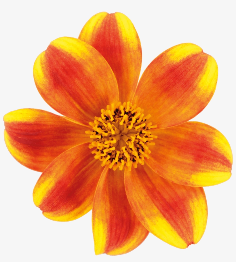 Beedance Painted Red - 1986x2108 PNG Download - PNGkit