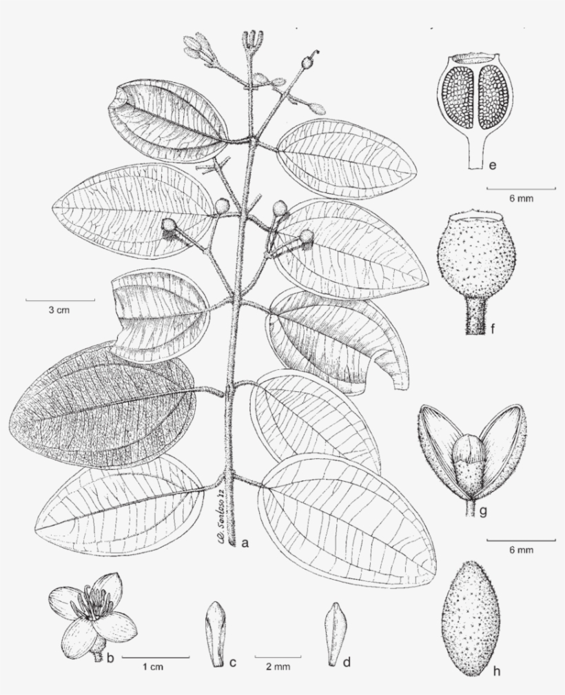 Habit - B - Flower - C, D - Stamen In Flower Bud - - Drawing - 850x1003 ...