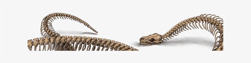 Snake Skeleton Png - 640x500 PNG Download - PNGkit