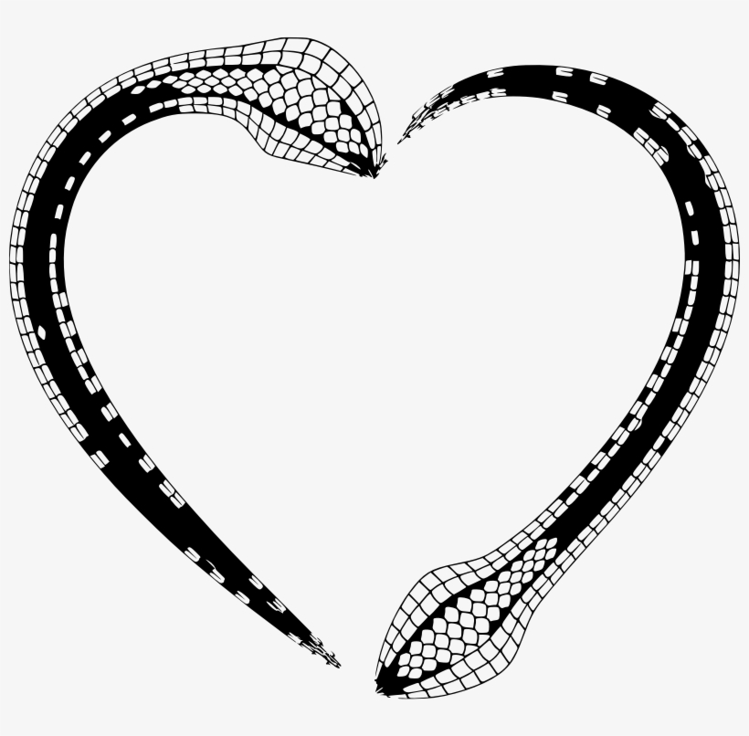 Snake Skin Frame - Snakes - 800x726 PNG Download - PNGkit