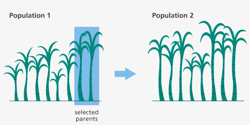 A Graphic Depicting The Process Of Selectively Breeding - Does ...