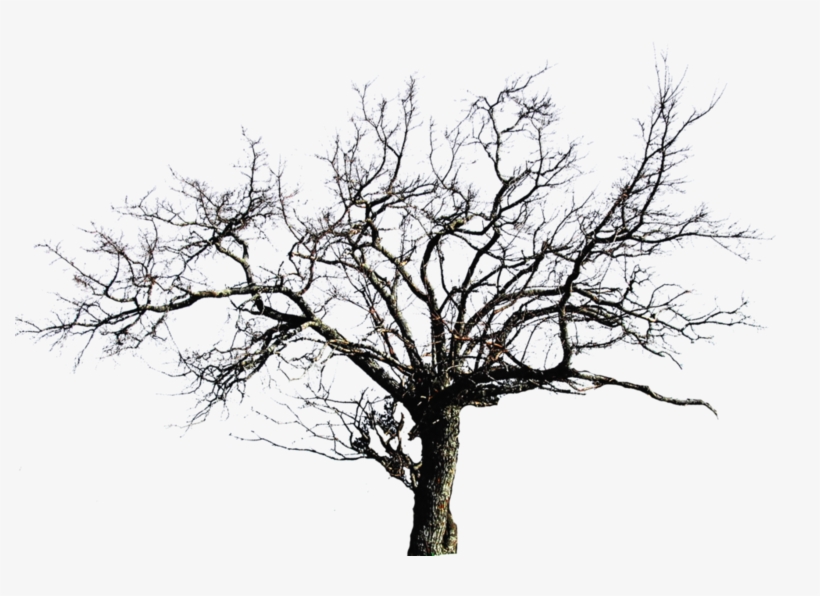 Share This Image - Transparent White Tree Png - 800x600 PNG Download ...