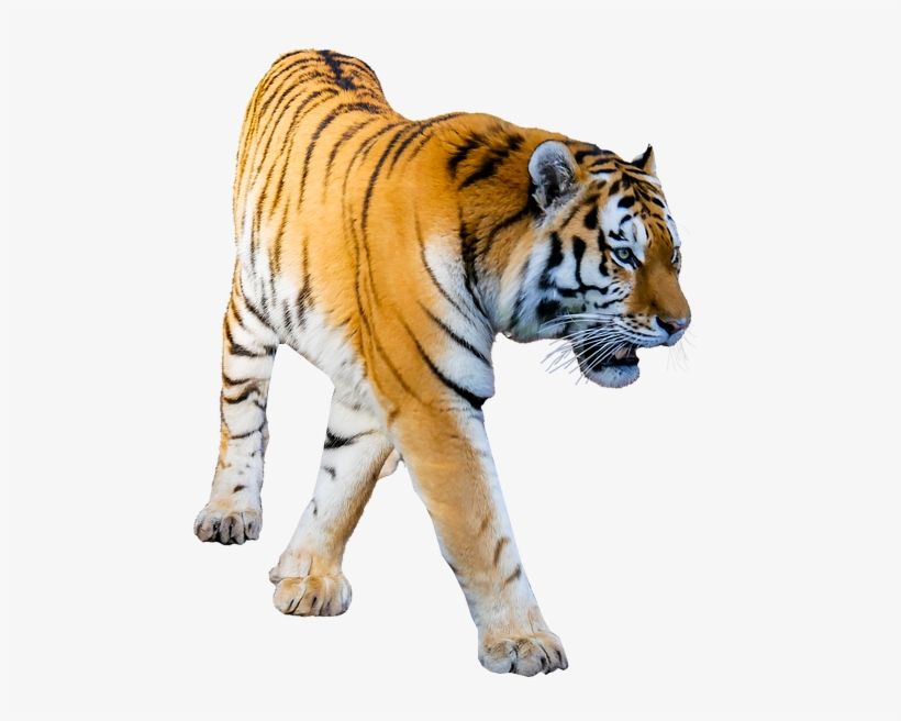 Tiger Prowling No Background Image Tiger Png Image - Transparent ...