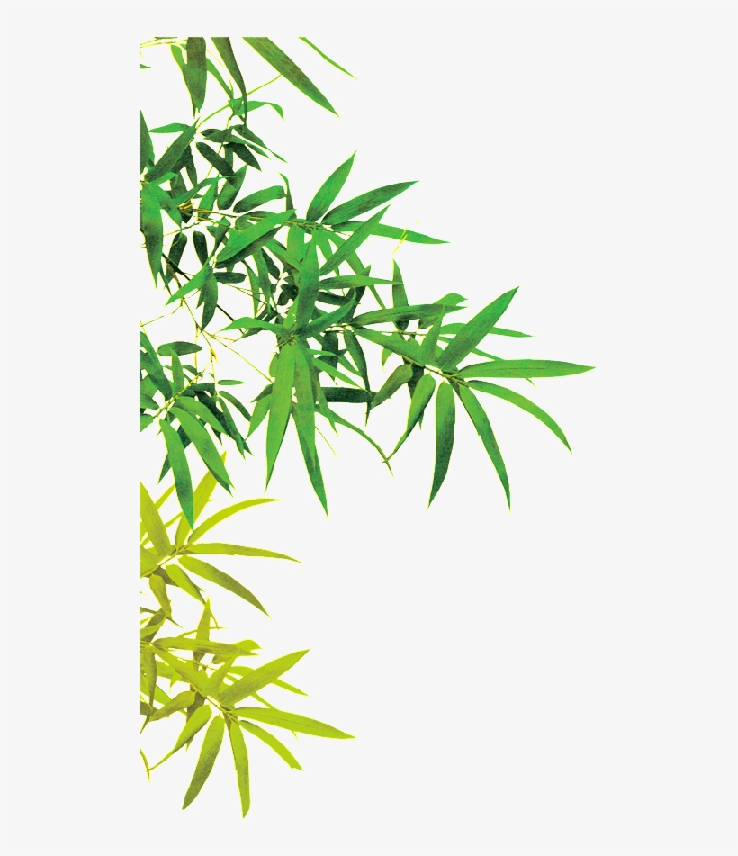 This Graphics Is Beautiful Picture Of Bamboo Leaves - China Bamboo Png ...